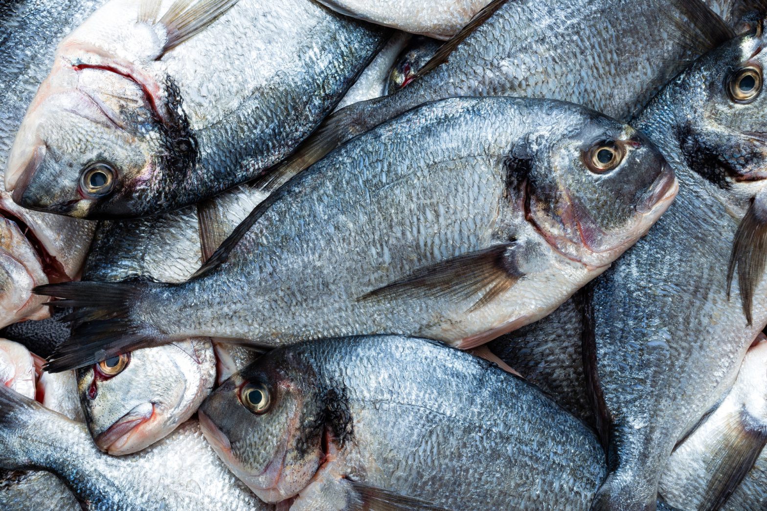 KS Aquaculture – Largest, fully integrated aquaculture company in Malaysia